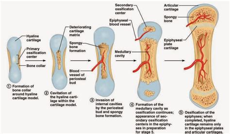 Bone Formation And Development Anatomy And Physiology I