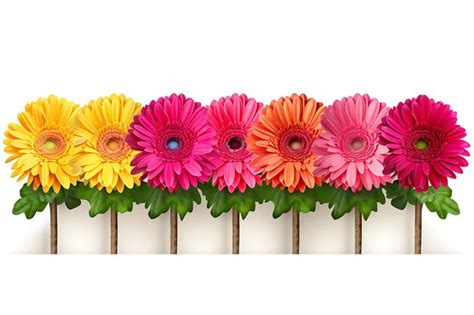 Premium Photo Isolated Of Gerbera Daisies Fence Line Up With