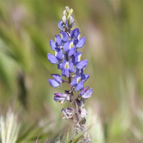 Coulters Lupine Lupinus Sparciflorus Great Basin Seed