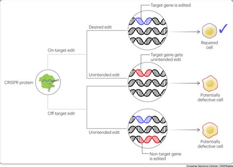 Crispr And Ethics Innovative Genomics Institute Igi