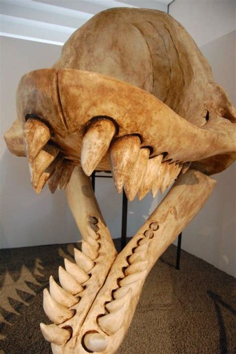 Livyatan Melvillei Fossil