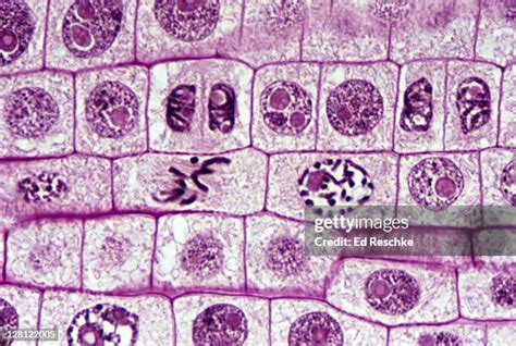 Mitosis Photos And Premium High Res Pictures Getty Images