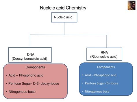 Importance Of Nucleic Acid Notes LearnPick India