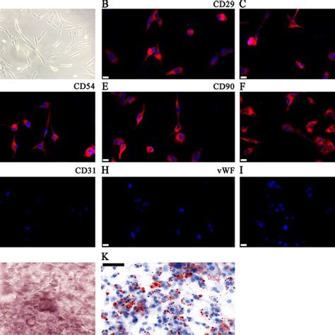 Isolation And Identification Of Differentiation And Classical