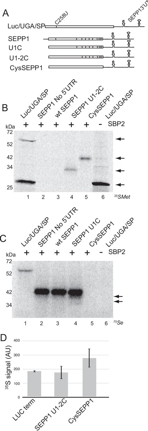 Figure 1 From Regulation Of Selenocysteine Incorporation Into The Selenium Transport Protein