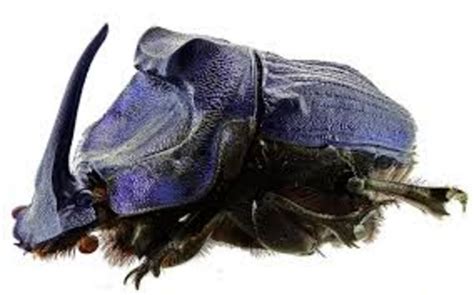 Selective Logging Reduces Biodiversity Disrupts Amazon Ecosystems Nexus Newsfeed