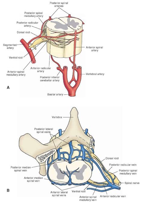 Spinal Artery Anatomy Spinal Arterial Anatomy