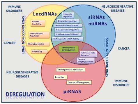 Non Coding RNA Lepton Pharmaceuticals