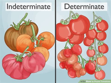 How To Prune Tomatoes Steps With Pictures WikiHow