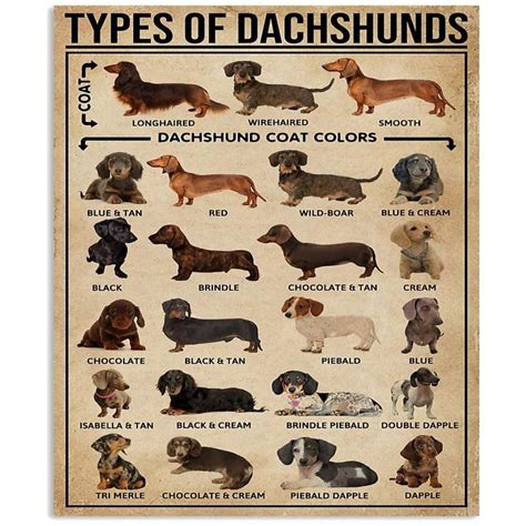 Dachshund Colour Types