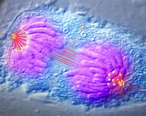 Solved Please Help Answer Based On Photos Thank Youwhat