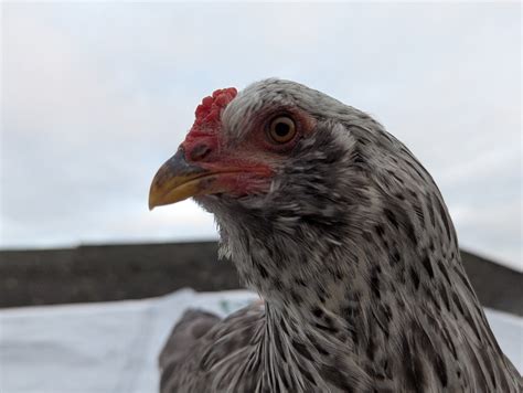 Custom Workflow Object Detection Object Detection Dataset And Pre Trained Model By Chickens