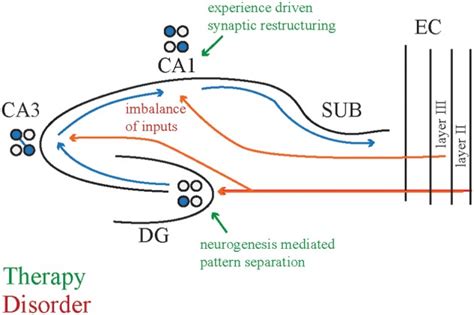 Potential Circuit Modifications To Attenuate Cognitive Deficits One Download Scientific