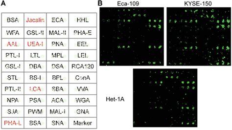 Identification Of Metastasis Specific Lectin Binding To Ec Cells A