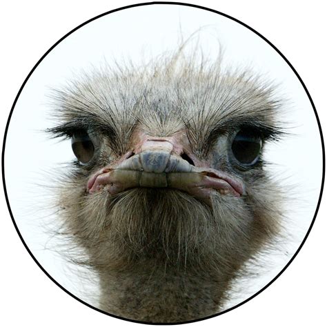 Uxg Lite Vs Ucg Ultra Ostrich Blog