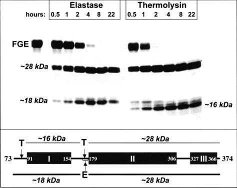 Limited Proteolysis Of Fge By Thermolysin And Elastase Fge His