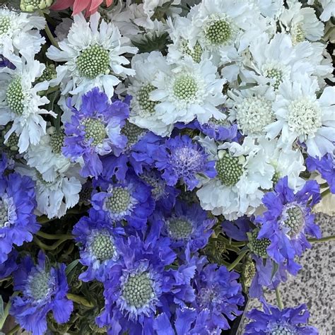Scabiosa The Flower Express