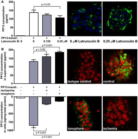 Blocking Of Actin Polymerization Inhibits While Calcium And Ischemia
