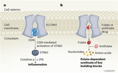 Folate Transporter Offers Clues For Anticancer Drugs