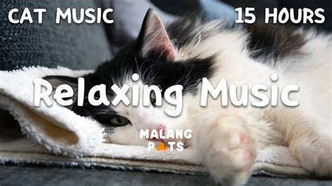 고양이가 좋아하는 음악 15시간🐶 고양이 수면 휴식음악🎵 혼자 있는 고양이를 위한 스트레스 해소 음악🎵 Youtube