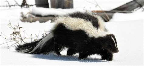 Hennepin County Wildlife Control Do Skunks Hibernate