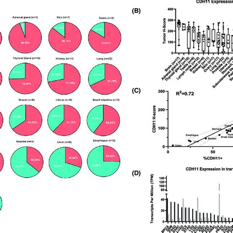 tissue microarray tma analysis reveals cdh11 expression in various