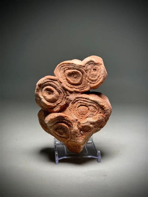 Oldest Fossil On Earth Dated ~1 1 Billion Years Old Matriz Fósil