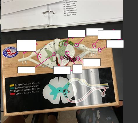 Spinal Cord Diagram Quizlet