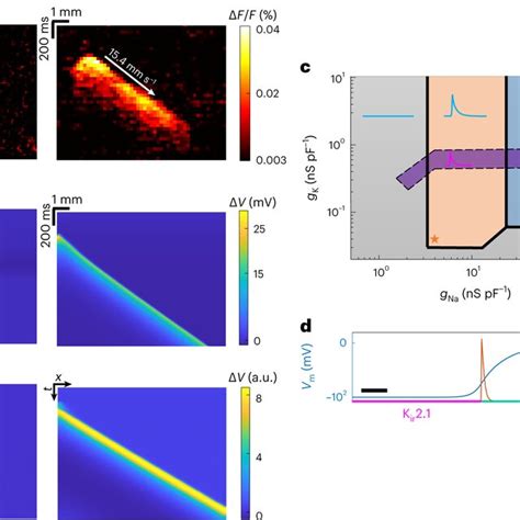 Quantification And Numerical Simulations Of Topological Aps A Left Download Scientific