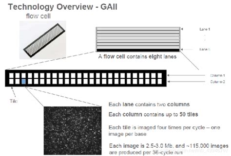 Fastq与fasta文件格式解析 Csdn博客