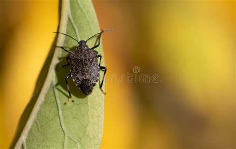 Close Up Of A Brown Leaf Bug Sitting On A Green Leaf Against A Yellow Background In Nature From