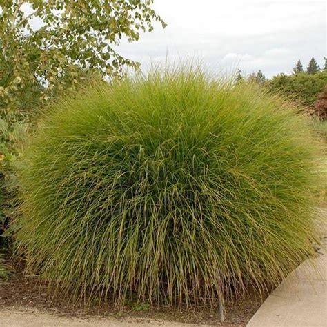 Miscanthus Gracillimus Maiden Grass Seedsheirloom