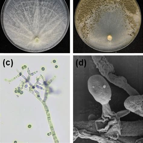 Pdf Trichoderma Atroviride Lz42 Releases Volatile Organic Compounds Promoting Plant Growth And