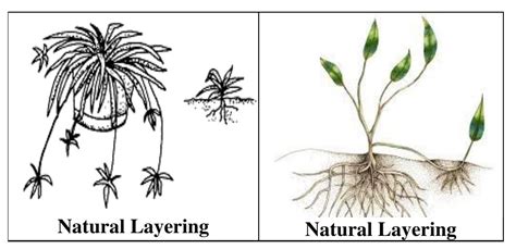 1 Natural Layering Sometimes Layering Occurs Naturally