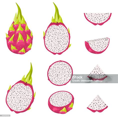 흰색 배경에 고립 된 신선한 전체 절반 슬라이스 빨간 피타야 과일세트 건강한 라이프 스타일을위한 여름 과일 유기농 과일 만화 스타일 모든 디자인에 대한 벡터 그림입니다 0