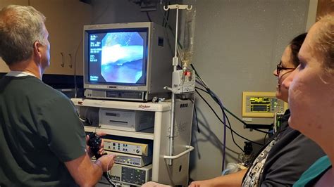 Pet Video Endoscopy In Lynchburg Va 24501 Animal Emergency