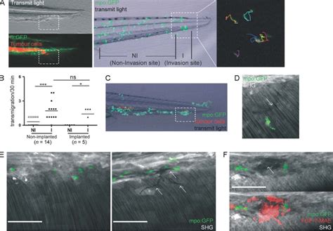 Physiological Migration Of Neutrophils Between The Caudal Download
