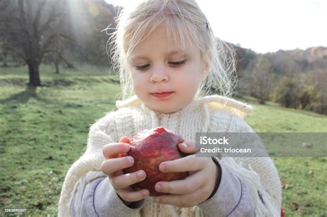 귀여운 나무 년 늙은 소녀 빨간 유기농 사과를 먹고 솔직한 야외 어린 시절 개념 2 3 살에 대한 스톡 사진 및 기타 이미지 2 3 살 가을 건강한 생활방식 Istock