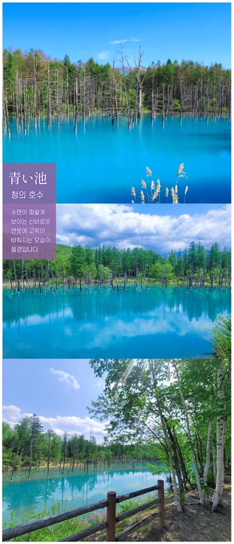 홋카이도 비에이 And 후라노 버스 투어 흰그림자투어하차 장소 선택 가능