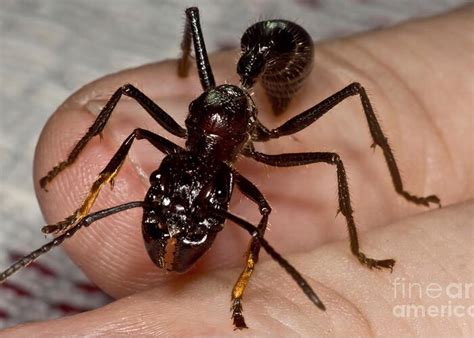 🔥 Ant Seen Under The Microscope R Natureisfuckinglit