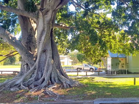 Put A Stop To Root Damage With Root Barrier Project ODS