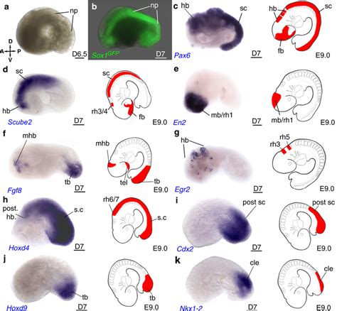 Ectoderm Germ Layer And Antero Posterior Patterning Of The Neural Download Scientific Diagram