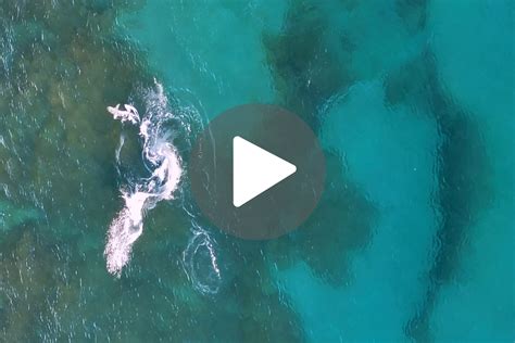 Great Hammerhead Shark Attacks
