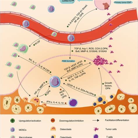 The Role Of Mdscs In The Bone Microenvironment And Joint Download