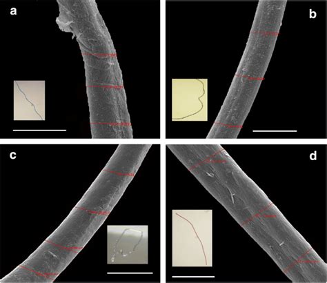Scanning Electron Microscopy Sem And Stereomicroscope Of Microfibers