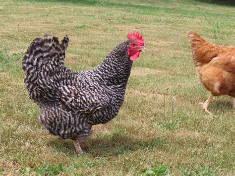 Top 12 Brown Egg Laying Chickens Hobby Farms