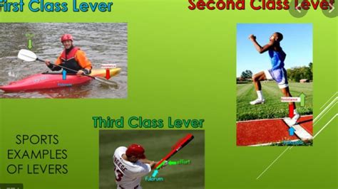 Examples Of 3rd Class Levers In Sport At Kenneth Locke Blog