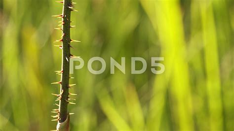 Briar Thorns