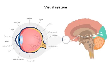 Premium Vector Suprachiasmatic Nucleus Of Hypothalamus Human Visual System Pathway Cortex