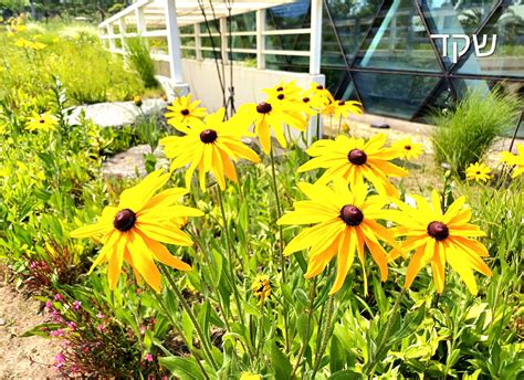 네 믿음이 너를 구원하였으니 평안히 가라눅 736~50